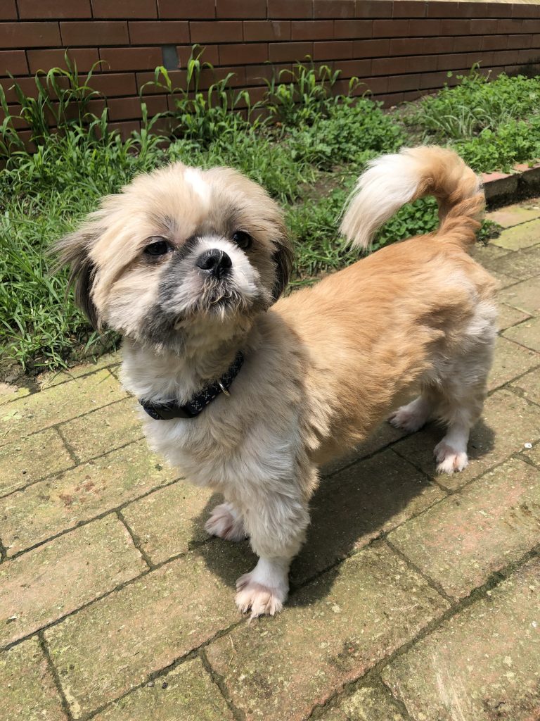 10月24日 えびちゃんがJATを卒業しました！ - 動物たちの幸せレポート